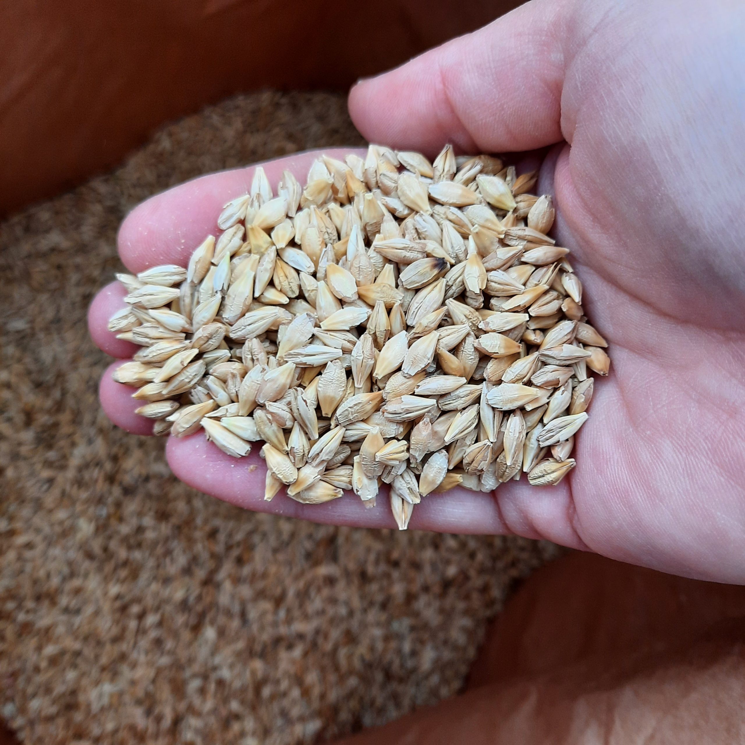 Kennisvoucher: kun je bier brouwen met 100% ongemout graan? | Flevo Campus