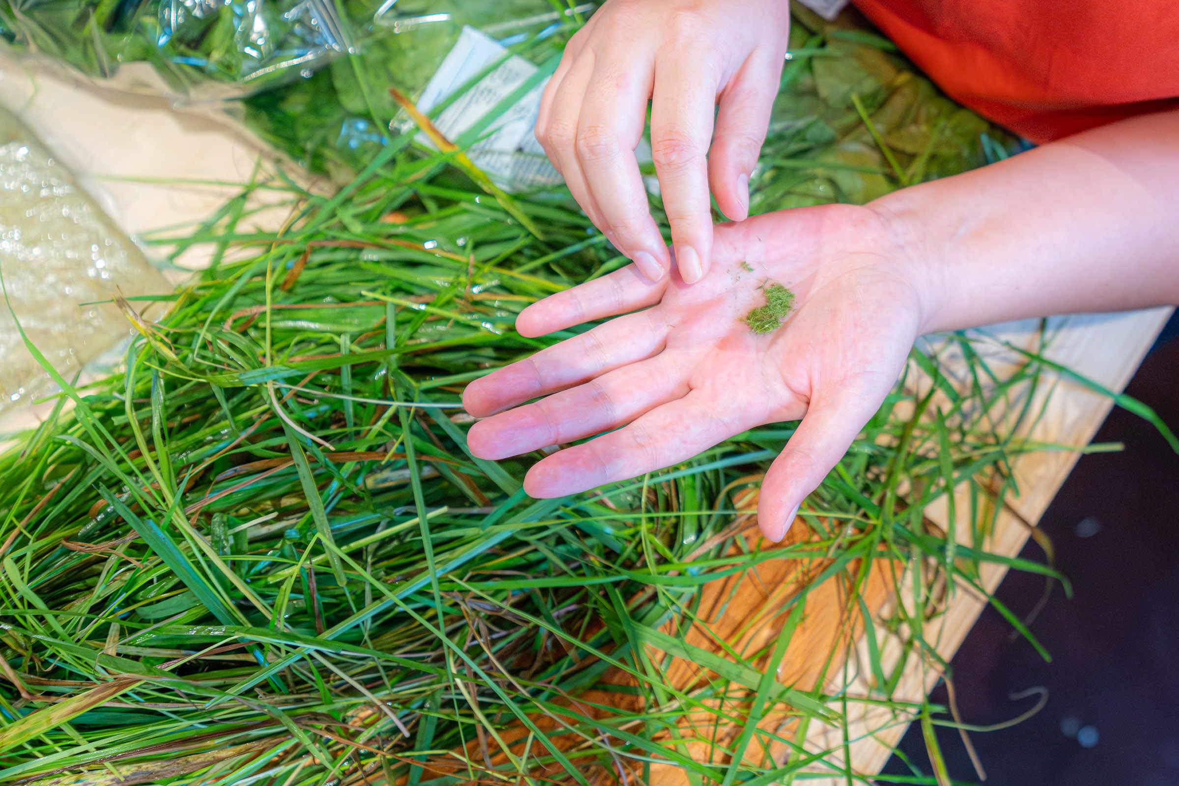 Low Food Lab: het gras | Flevo Campus